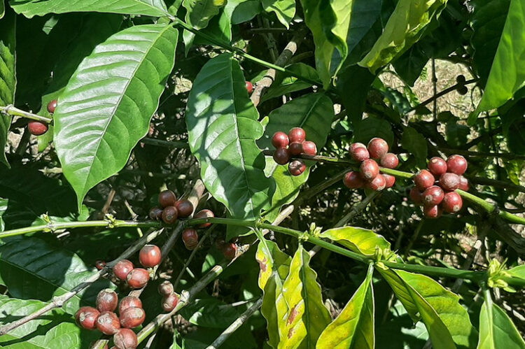 Arabica Vs Robusta: A Comprehensive Comparison